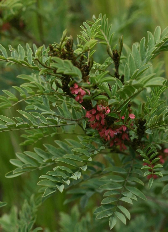 Traditional African remedy provides support for alternative epilepsy ...