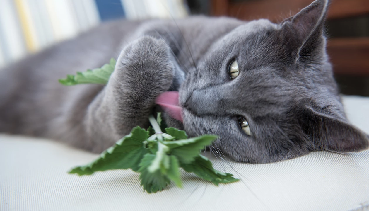 Synthetic secrets of catnip compound revealed