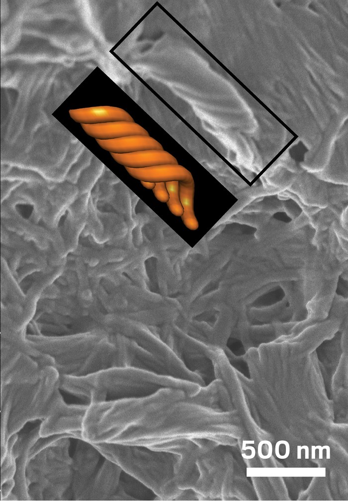 Achiral molecules spontaneously form chiral supramolecular structures