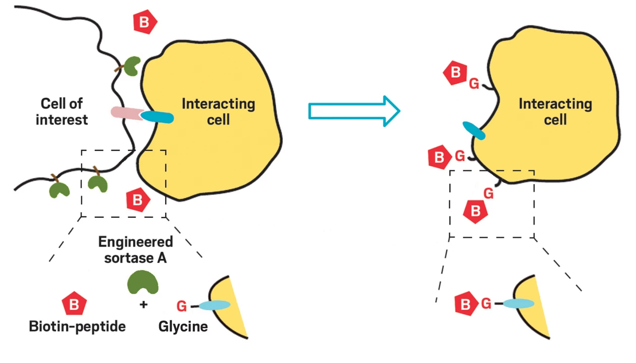 New labeling method can reveal cell-cell interactions