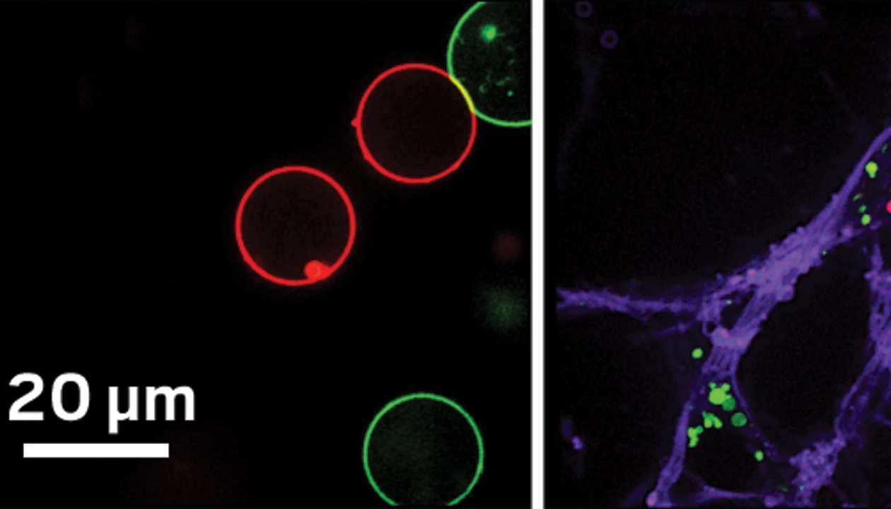 Color-switching probe clicks onto cell’s molecules