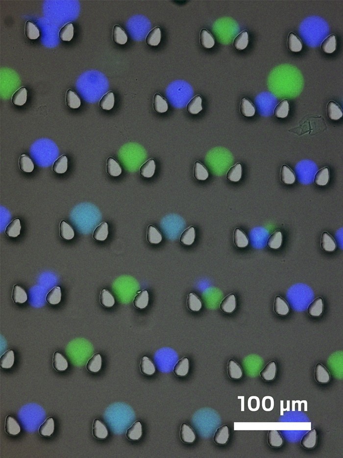 Synthetic cells protect DNA circuits