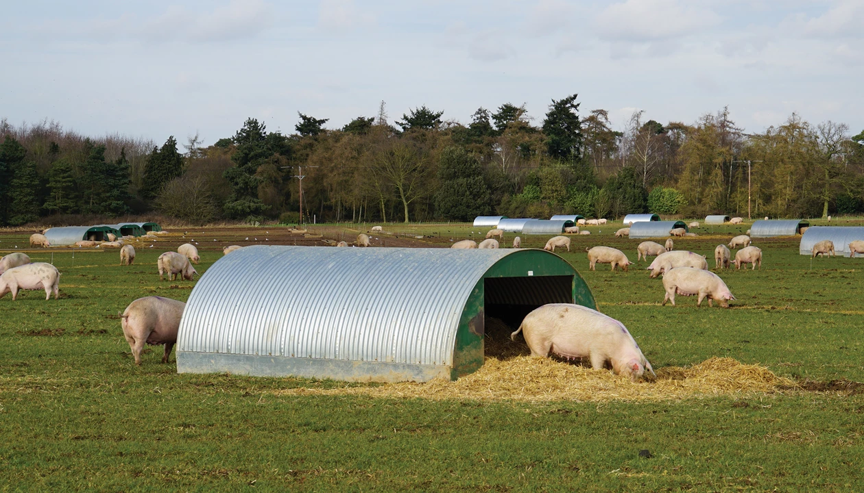 Researchers restore cell function, metabolism to whole pig brains
