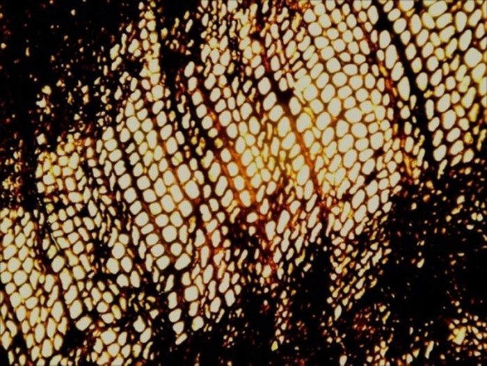 Chemistry in Pictures: Pore strip