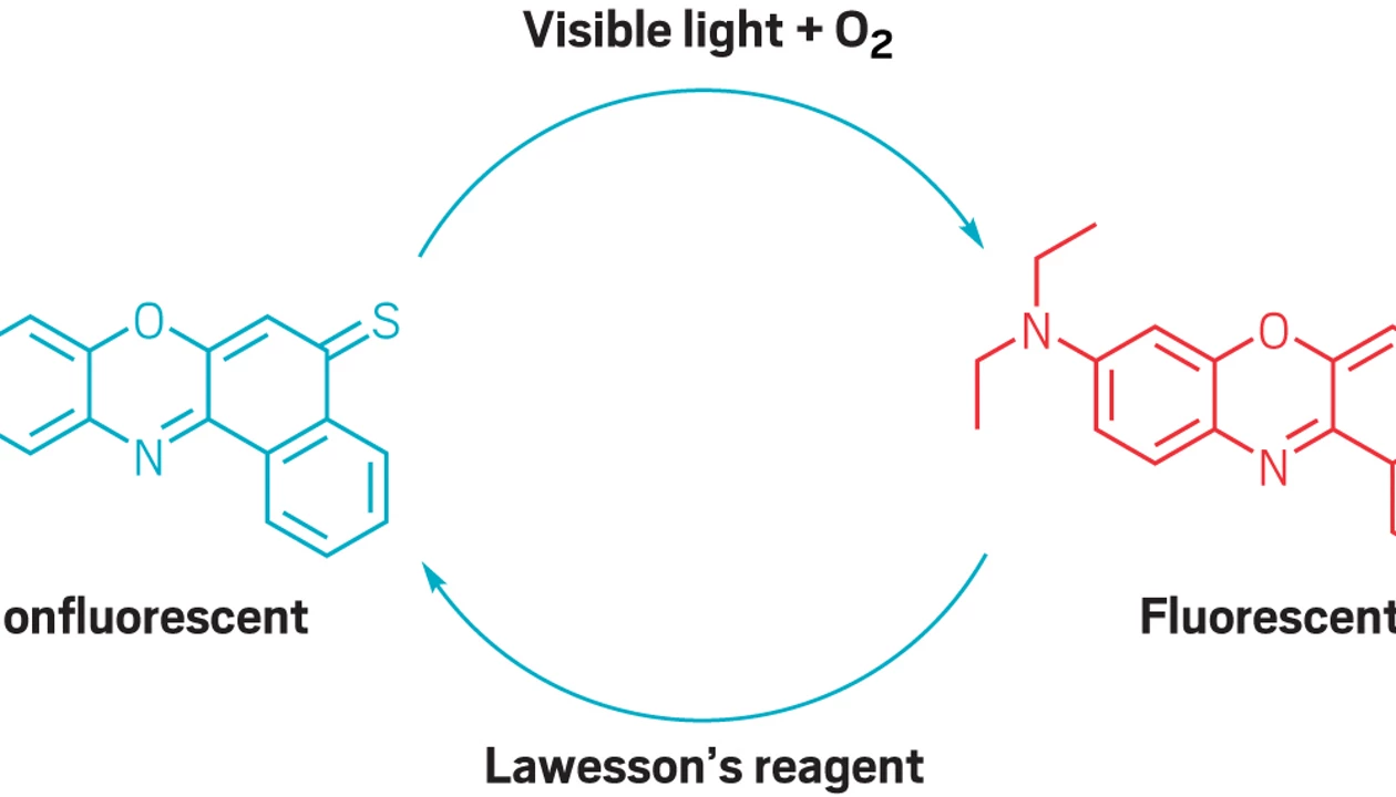 Single-atom switcheroo yields fluorescent dyes activated by visible light