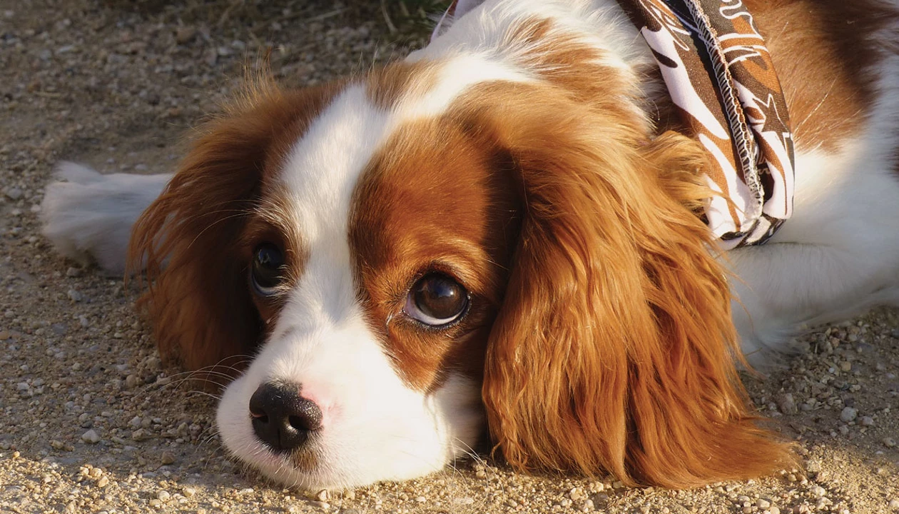 An ‘anti-aging’ gene therapy trial in dogs begins, and Rejuvenate Bio ...