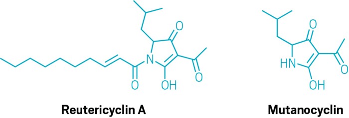Bacteria behind tooth decay make antibiotics that take out their ...