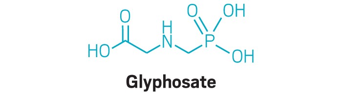 Glyphosate is not carcinogenic, US EPA says