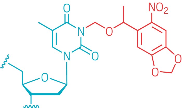 Light-controlled guide RNA hones CRISPR targeting