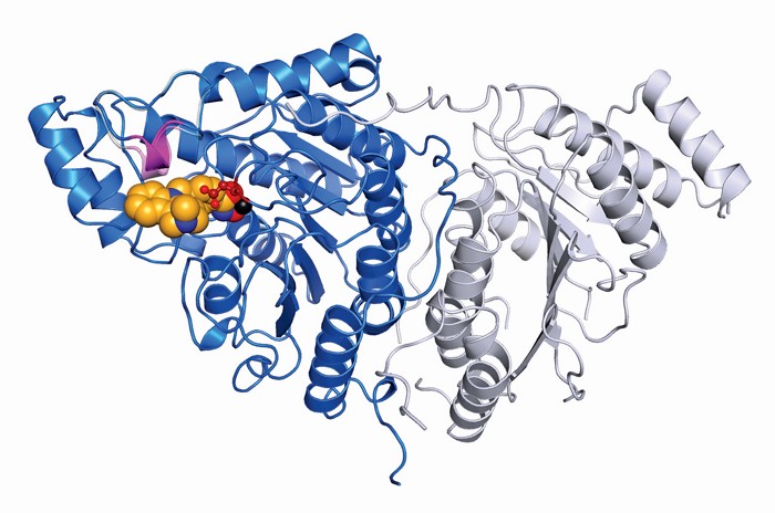 Structural biologists find path into a cancer-protecting enzyme