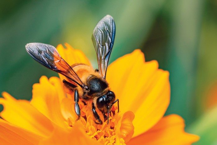 Air pollution hurts honeybees