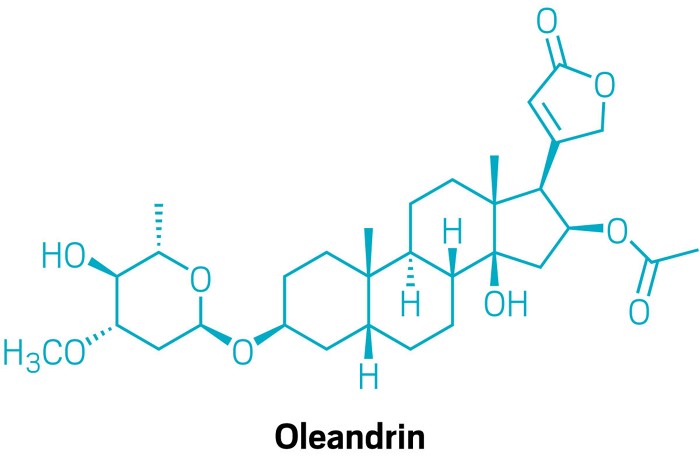 What is oleandrin, the compound touted as a possible COVID-19 treatment?