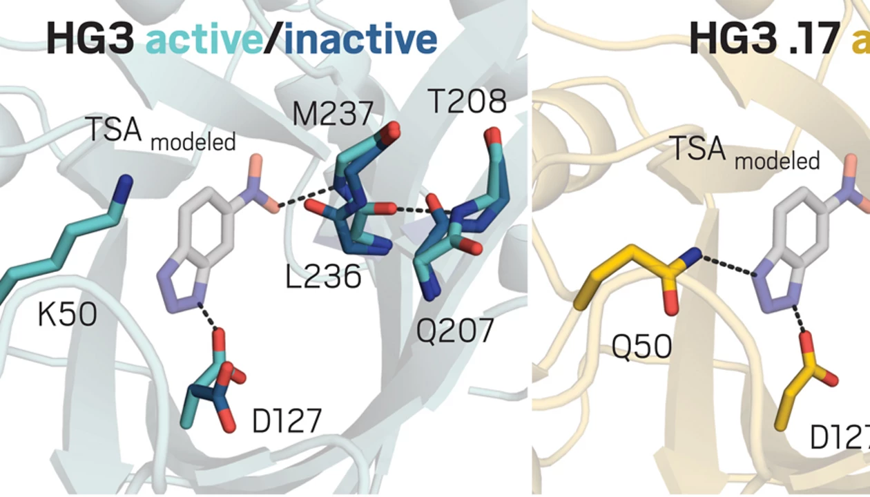 Protein dynamics play major role in directed evolution’s success