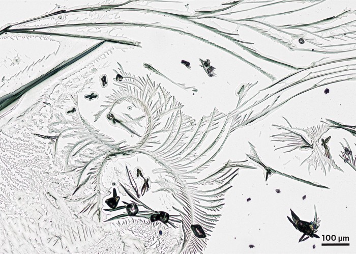 Chemistry in Pictures: Crystal feather