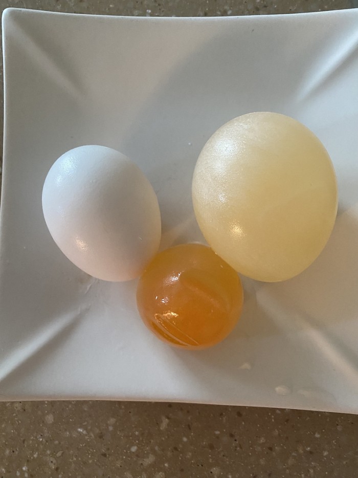 Egg In Vinegar Osmosis