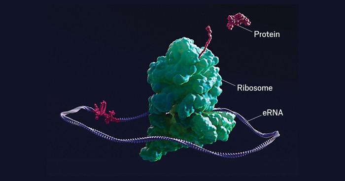 Flagship launches Laronde to develop circular RNA therapies