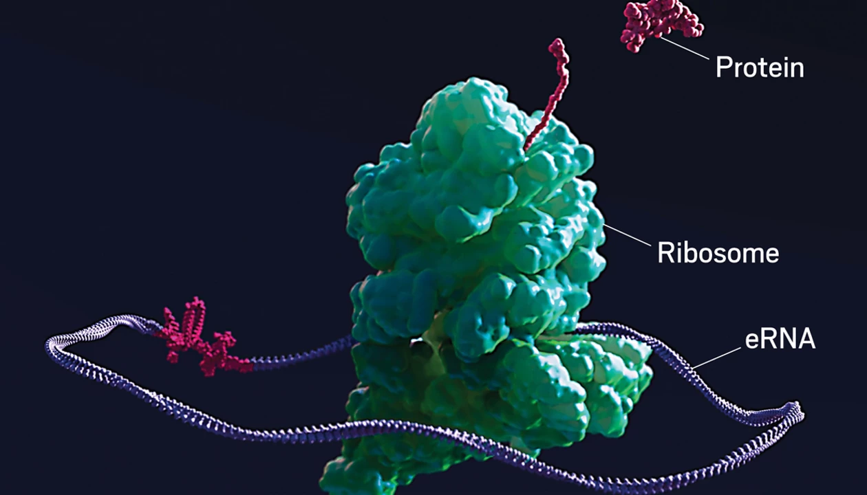 Flagship launches Laronde to develop circular RNA therapies