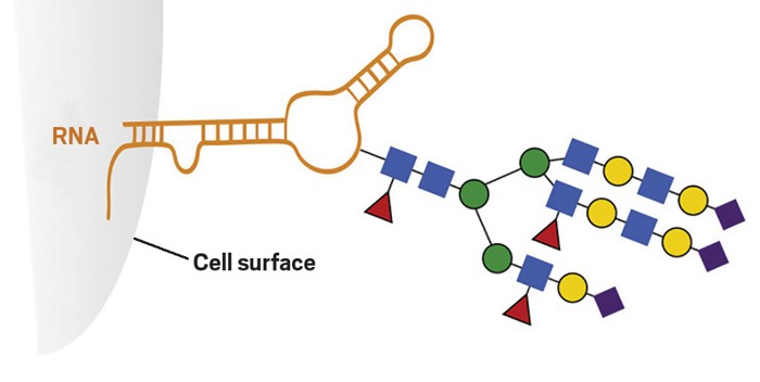 Glyco-RNA found on cell surfaces