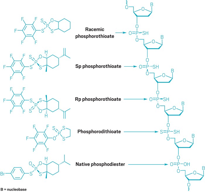 Oligonucleotide Structure Insight Biologics: An Advanced Platform