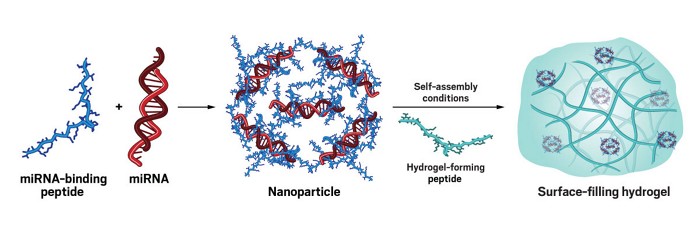 RNA-packed hydrogel treats cancers that line organs and body cavities