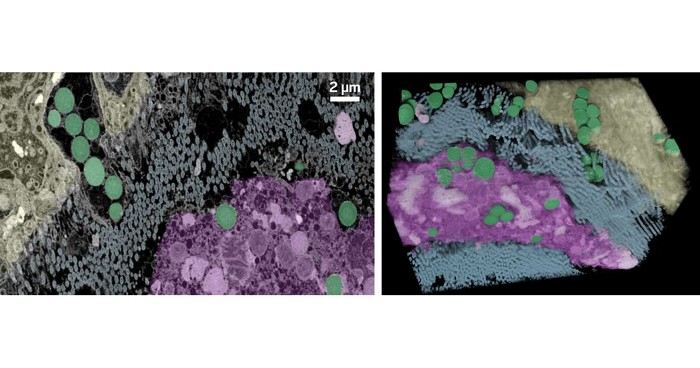Mussel adhesives rely on a pinch of vanadium