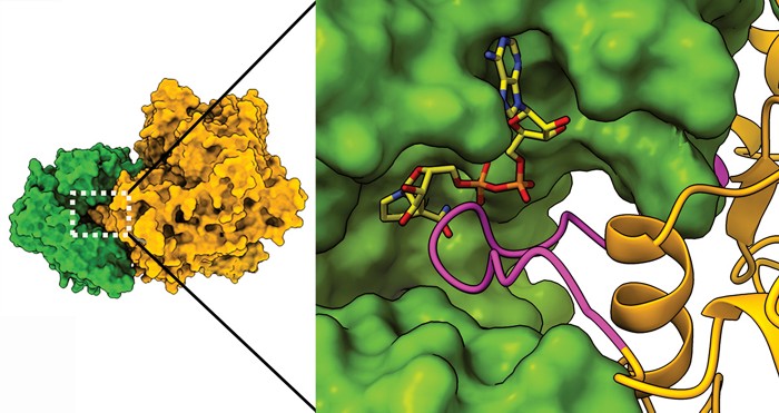 Enzymes with opposite functions form complex