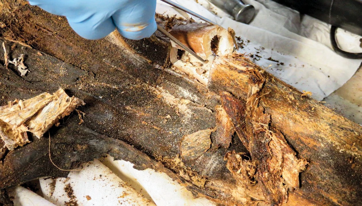 Bone proteins may carry clues about how a body was buried