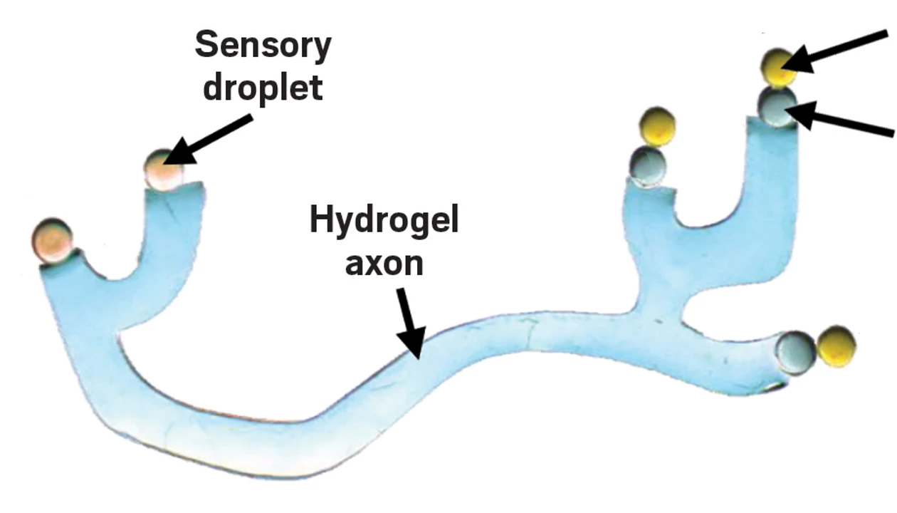 Synthetic nerve transmits signals