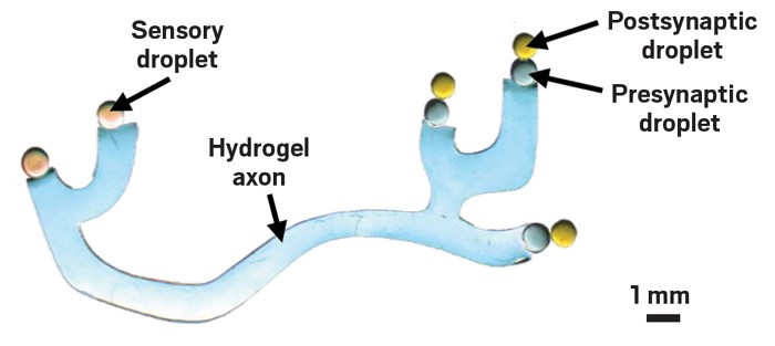Synthetic nerve transmits signals
