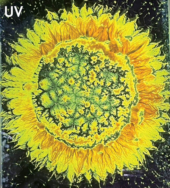 Chemistry in Pictures: Sunflower