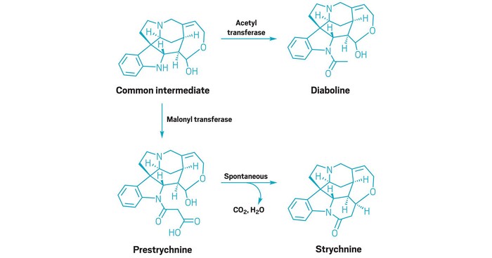 Strychnine’s biosynthesis deciphered
