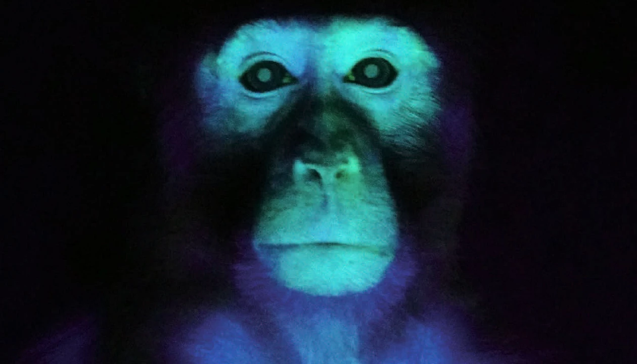 Chemistry in Pictures: Glow monkey