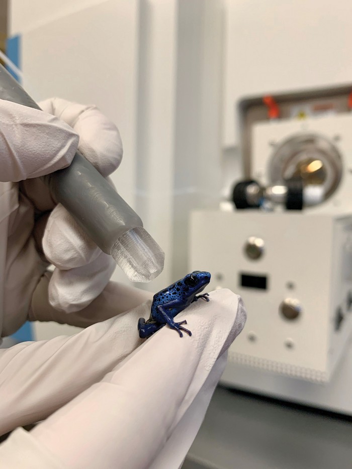 Purple Poisonous Frogs