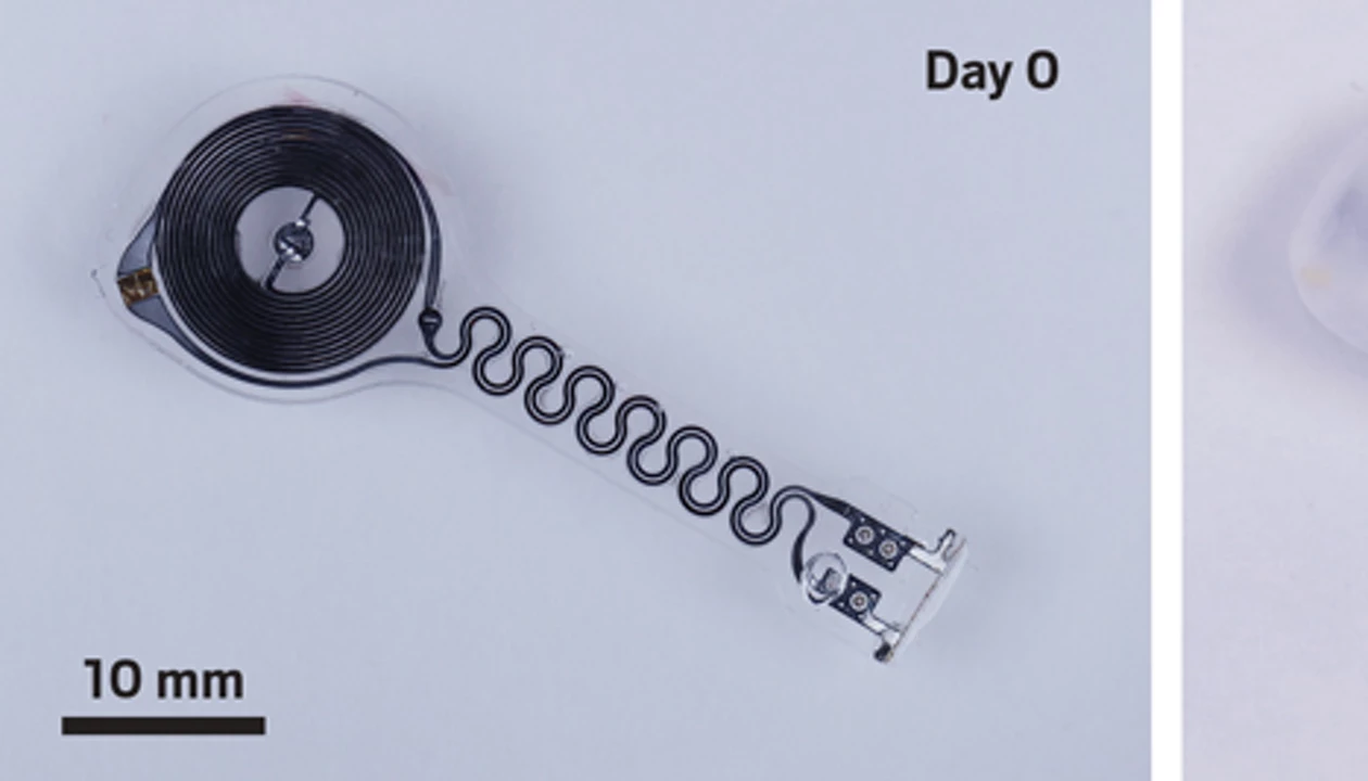 Temporary pacemaker can fully dissolve in animal models