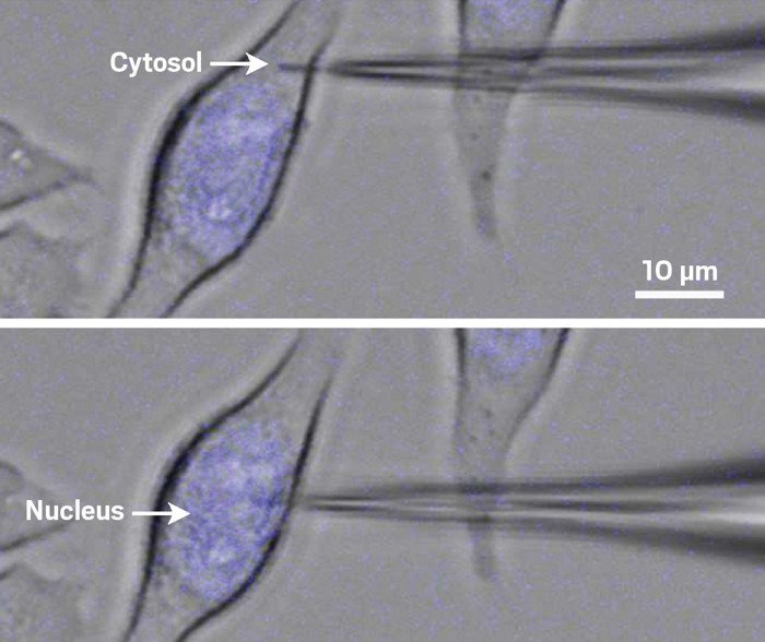 Nanosized probe ‘livestreams’ pH levels inside living cell