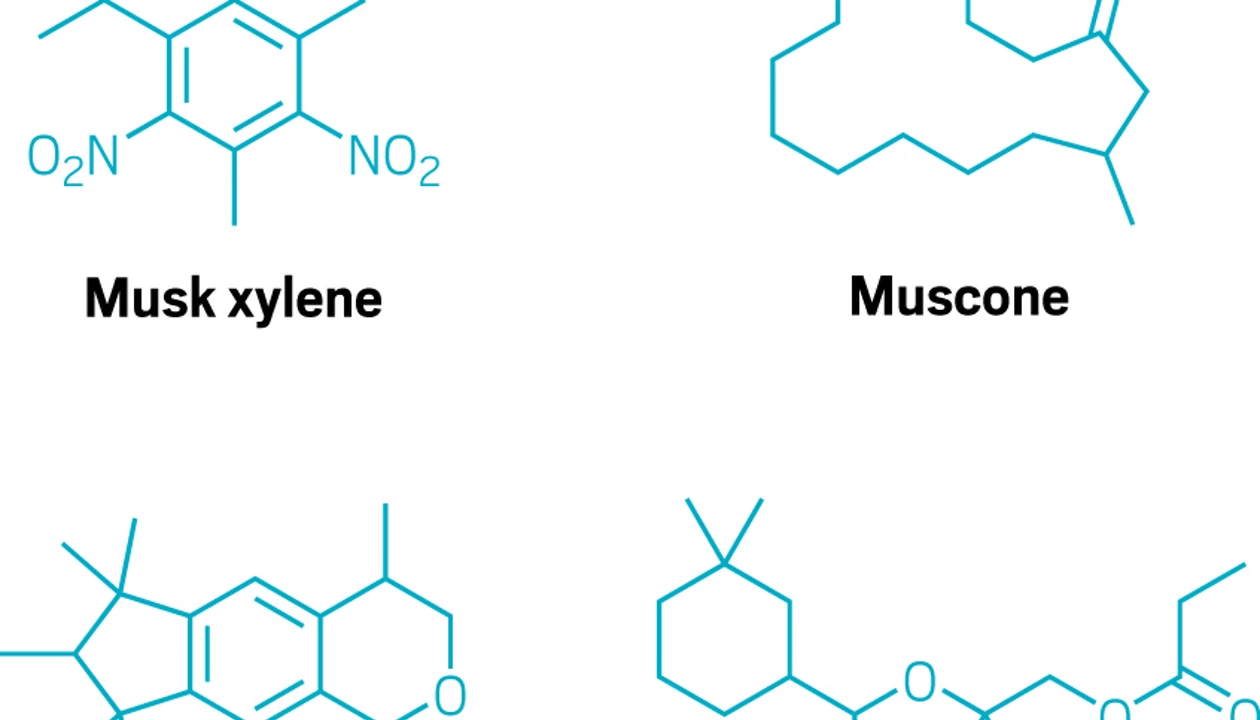 Chemists propose unifying theory of musk