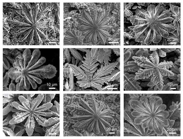 Electron Microscope Images Of Snowflakes