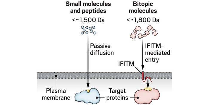 Membrane proteins open door into the cell for large bivalent molecules
