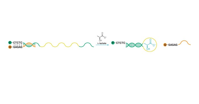 Aptamer-based lactate sensor can monitor metabolism