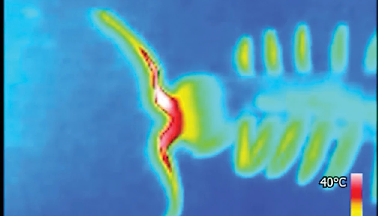 Centipedes sense heat to see