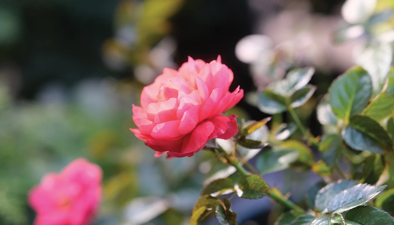 Scientists pinpoint a key molecule in rose scent production
