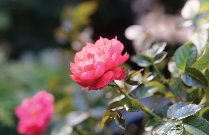 Scientists pinpoint a key molecule in rose scent production