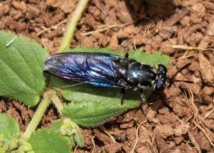 Chemists make degradable plastics from flies