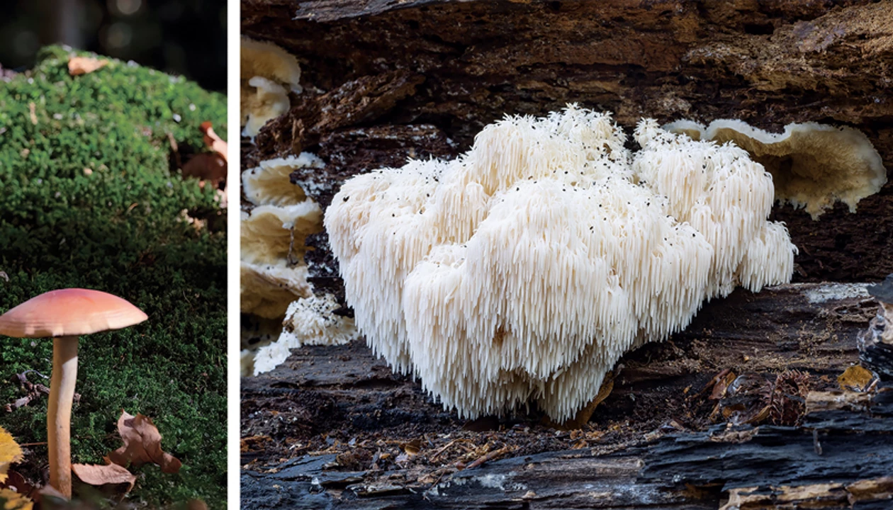 Liquid from root-like structures may make mushrooms grow