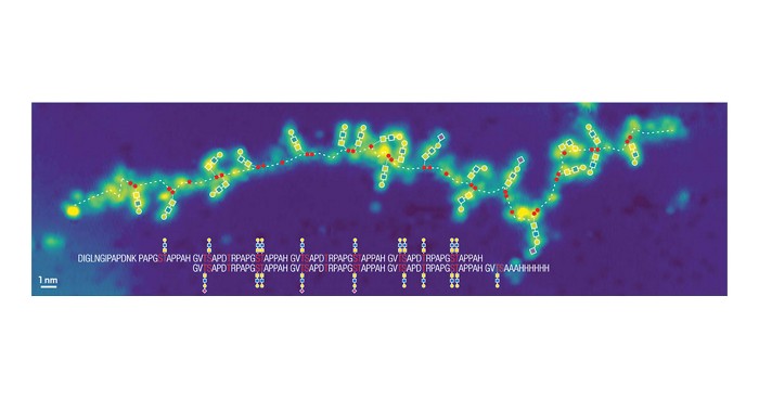 Glycans imaged at single molecule resolutions