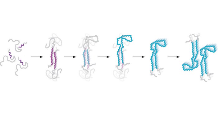 Amyloid study shows formation pathway of tau filaments