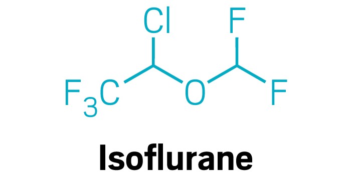 Testosterone alters isoflurane sensitivity