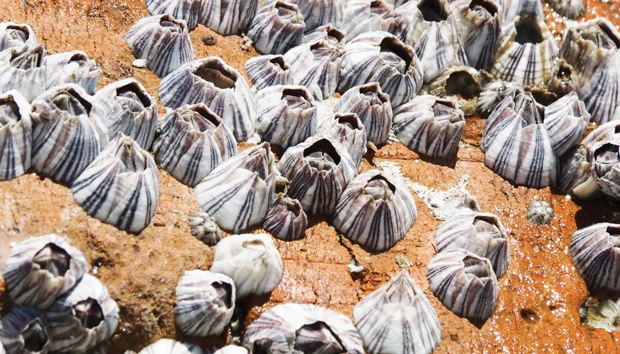 Barnacle proteins protect metals from corrosion in salt water