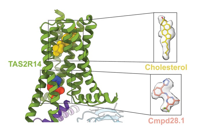 A surprising molecular mechanism for processing bitter tastes