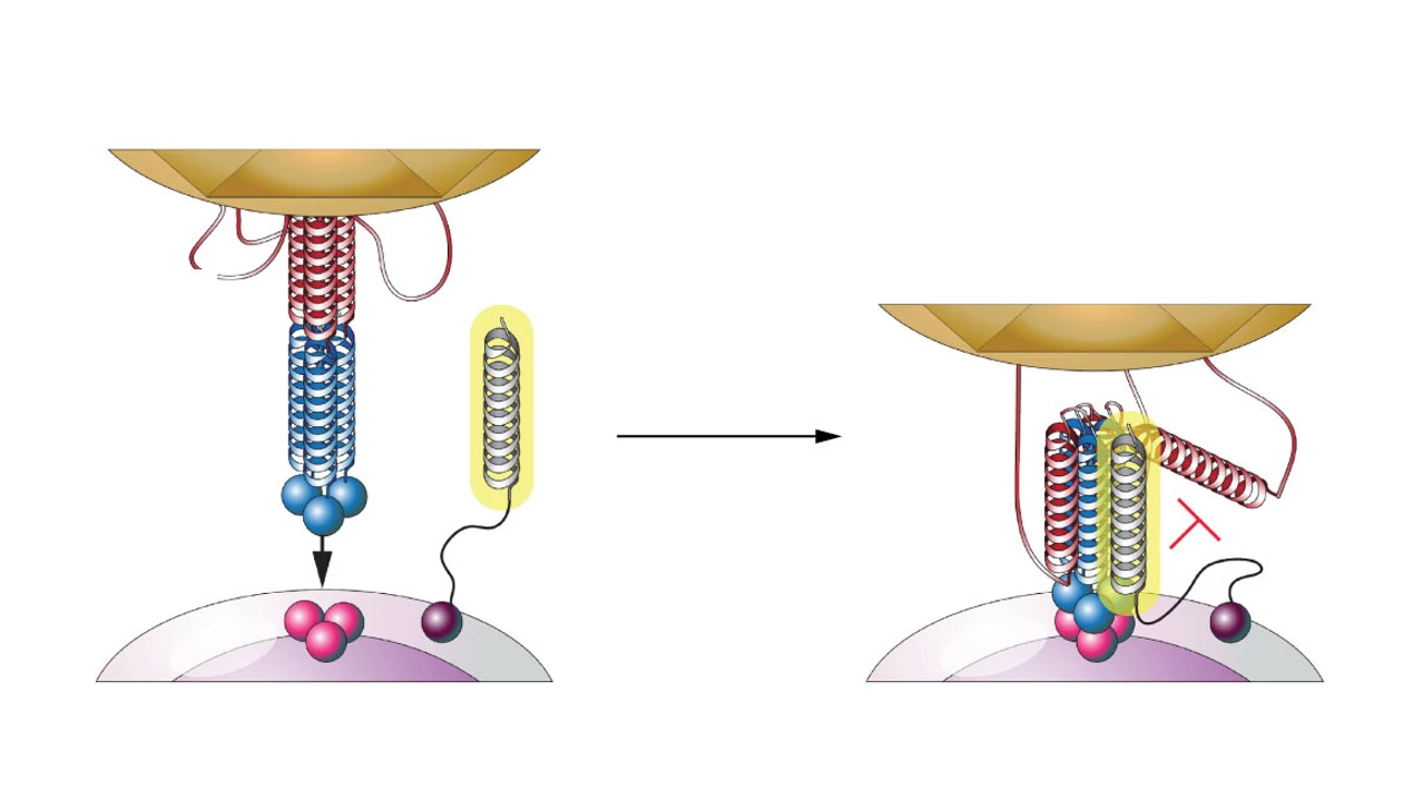 New start-up aims to turn stapled peptides into antivirals